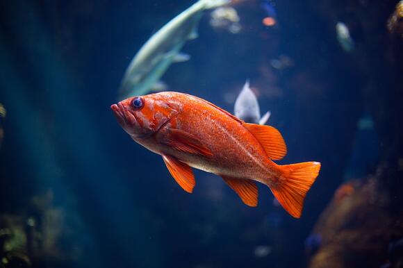 The Fish That Can Survive Being Eaten and Swim Out Alive - NewsBreak