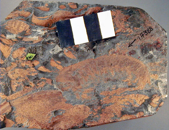 The Burgess Shale: Earth’s Weirdest Prehistoric Creatures - NewsBreak