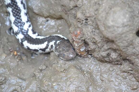 12 Common White Snakes (Pictures, Level of Dagner, and More) - NewsBreak