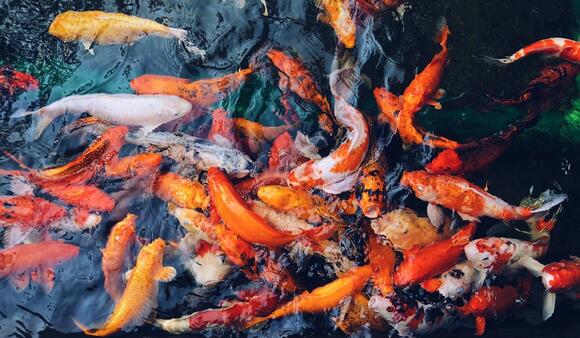 The Genetic History of Koi: From Carp to Living Art - NewsBreak