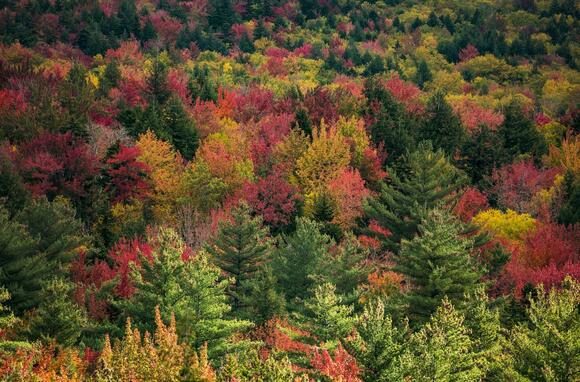 3 Beautiful Off-The-Radar Leaf Peeping Gems in Massachusetts - NewsBreak