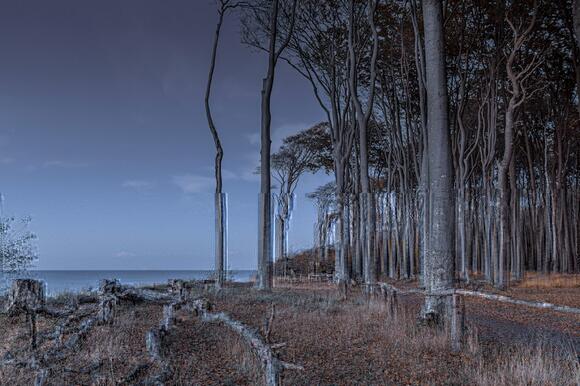 Ghost Forests and Saltwater Intrusion: Silent Signs of Climate Change ...