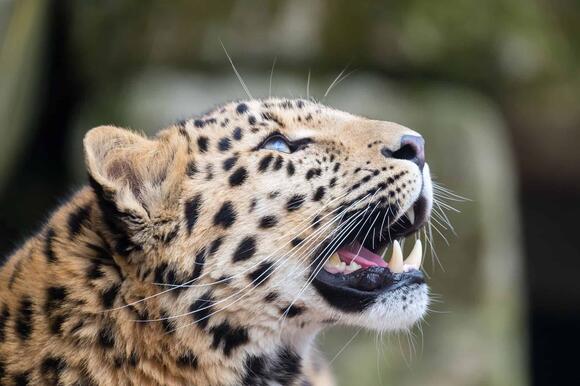 8 Big Cats You Can Find Around the World - NewsBreak