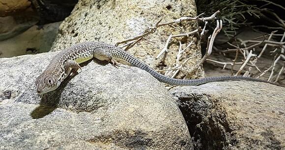 12 Creatures That Only Live in the American Southwest - NewsBreak