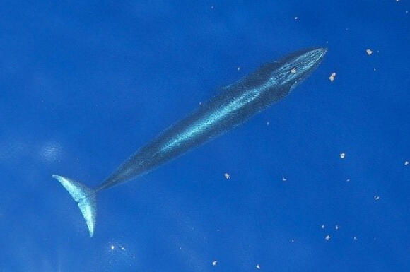 US Removes Endangered Whale Protection Laws in Gulf of Mexico, Sparking ...