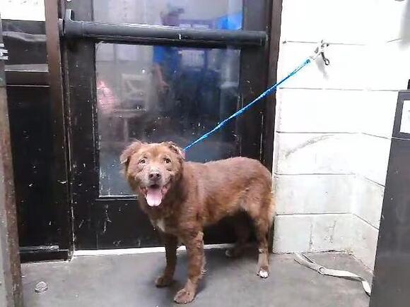 🐶 Playful, Gentle & Loyal Dogs Ready for Adoption in Tulsa - NewsBreak