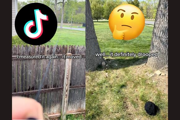 Bizarre viral saga: TikTok explodes over 'shifting' tree conspiracy in ...