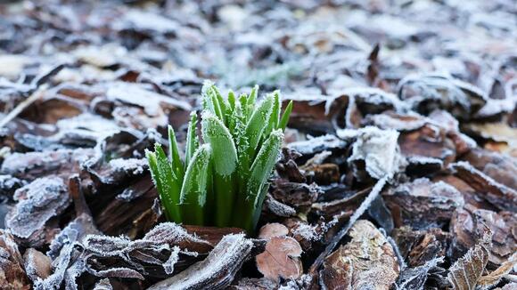 The Old Farmer's Almanac Just Released Its 2026 Last Frost Prediction ...