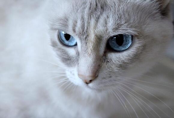 200+ Mystical Cat Names for Magical Cats - NewsBreak