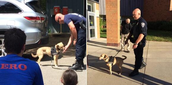 Sandwich Police Department Mourns Beloved K9 Koda After Years of ...