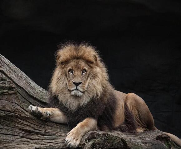 The Zodiac Signs That Share the Fierce Energy of a Lion - NewsBreak