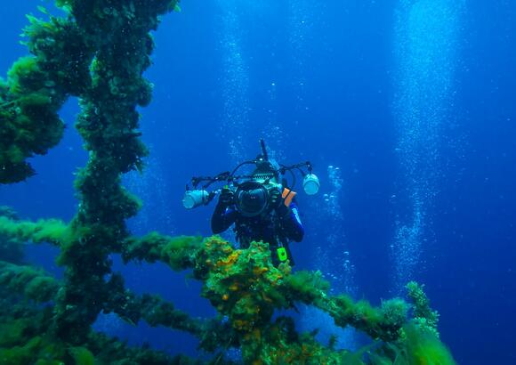 Bio-Rock Reefs: Using Electricity to Grow Coral Skeletons Faster ...