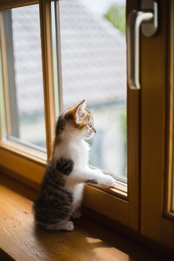 10 Simple Routines That Make Cats Happier Than Treats! - NewsBreak