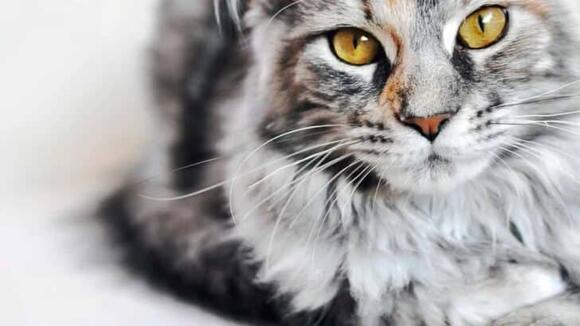 The 12 Most Adventurous Cat Breeds That Love the Outdoors - NewsBreak
