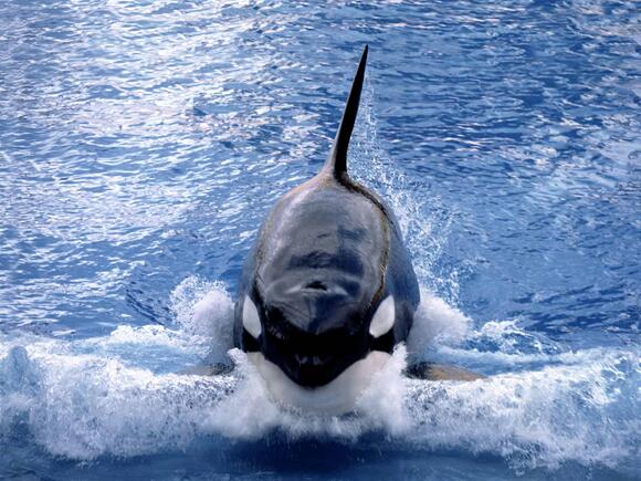 Two Orcas Take a Swim with Two Children in New Zealand - NewsBreak