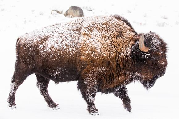 13 Facts That Prove Bison Are Built for Survival - NewsBreak