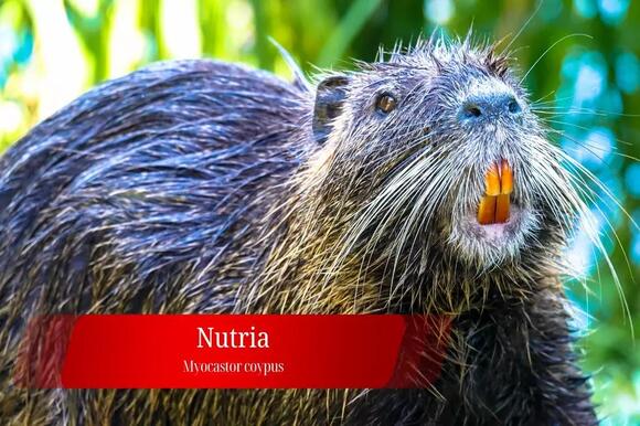 Protecting Washington, 18 Invasive Animals to Watch - NewsBreak