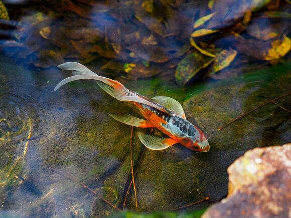 The Fish That Can Survive Being Eaten and Swim Out Alive - NewsBreak