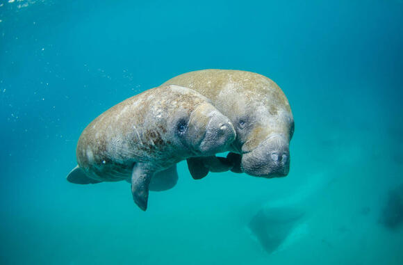 Saving Manatees in Florida’s Warming Waters - NewsBreak