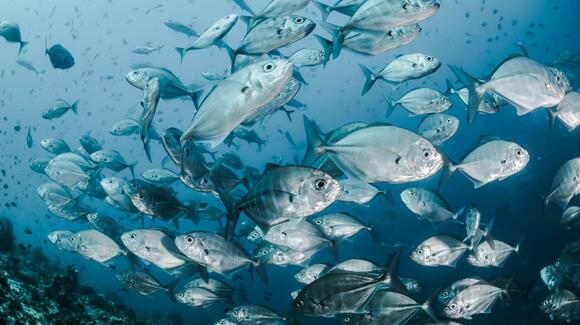 Why did the smell of cooking fish on a beach terrify a seasoned ...