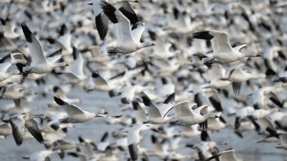10 Most Spectacular Bird Migrations in the U.S. - NewsBreak