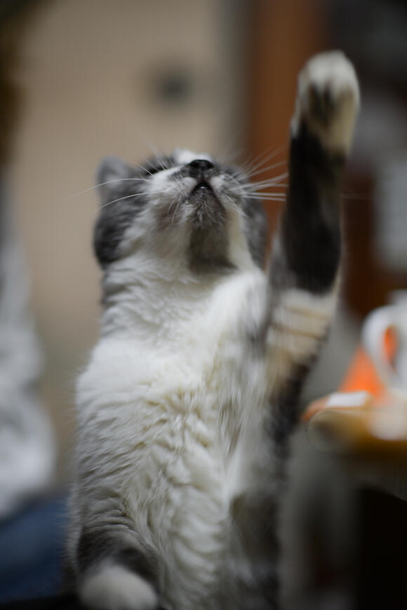 7 Ways to Stretch Your Cat Budget Without Sacrificing Quality - NewsBreak