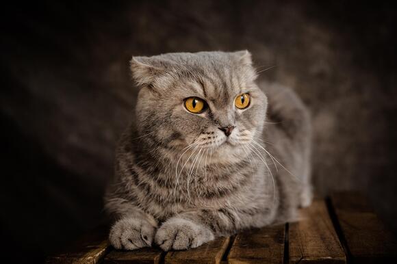 8 Snuggly Cat Breeds for Introverted Star Signs to Love - NewsBreak