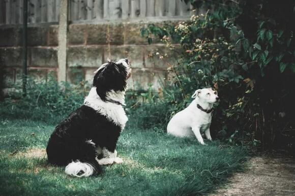 Psychology Says If Your Dog Suddenly Refuses to Go in the Backyard ...