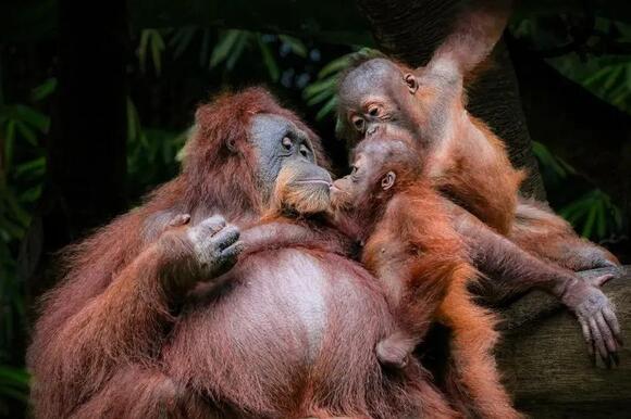15 Endangered Animals on the Brink – And What Science Says Could Save ...