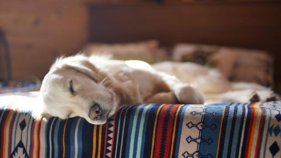 What Your Dog’s Sleeping Position Reveals About Their Trauma History ...