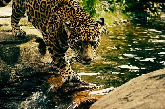 21 Reasons Why You Should Keep Your Distance from Wild Animals - NewsBreak