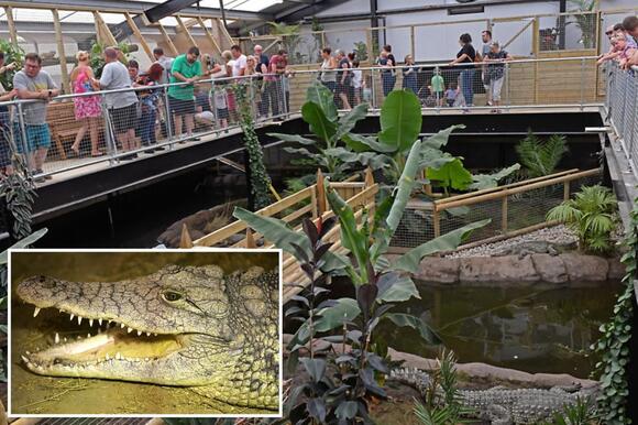 3-Year-Old Boy Critically Injured in Zoo's Crocodile Enclosure, Man ...