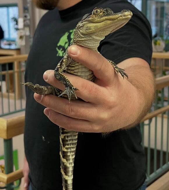 Boston Alligator Update: Little Charles is Recovering After Icy River ...