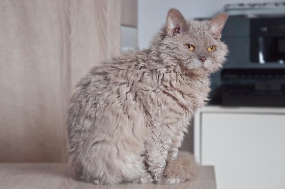 10 Cat Breeds Most Compatible With Water Signs - NewsBreak