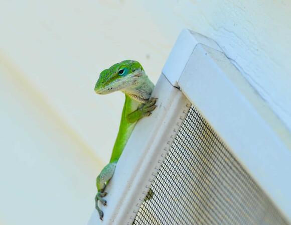 13 Pet Lizards That Love a Good Climb - NewsBreak