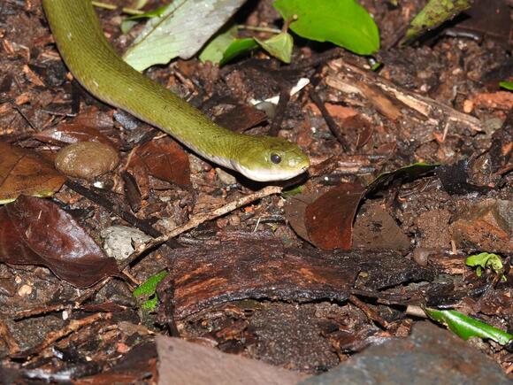 An Easy Guide to Keeping a Snake as a Pet - NewsBreak
