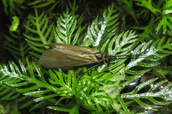 Aquatic Insects Ferry Human Pharmaceuticals from Streams to Terrestrial ...