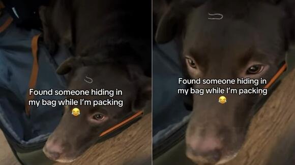 Video: Dog Uses Owner’s Suitcase as a Hiding Spot While They’re Packing ...