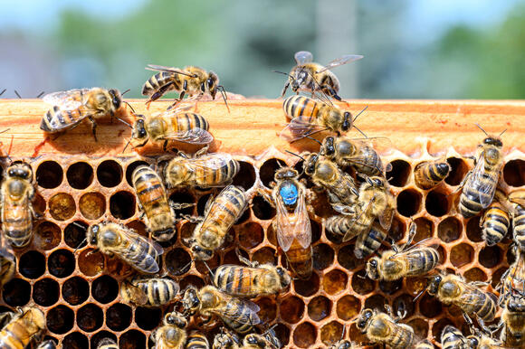 How Bees Use Geometry to Build the Perfect Hive - NewsBreak
