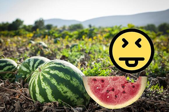 The Language of the Lone Star State: 10 Sayings You Need to Know ...