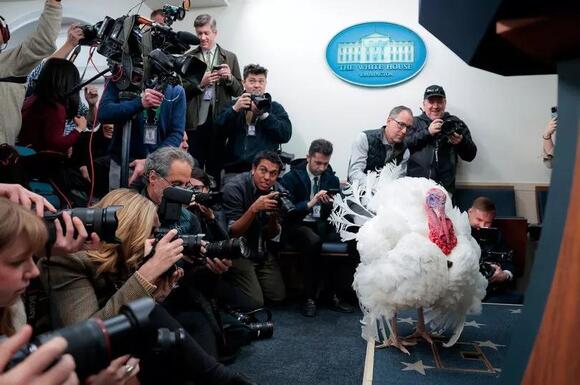 Thanksgiving turkeys get 'luxurious stay' at hotel while Americans ...