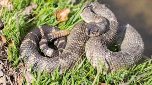 15 Most Dangerous Snakes You Should Avoid - NewsBreak
