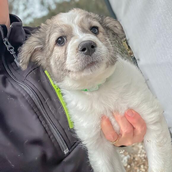 Smart & Curious: Lizzy The 4-Month-Old Puppy is Ready for an Active ...