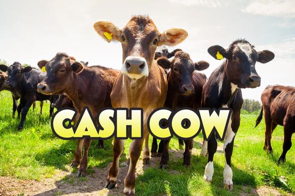 Cash Cow – Here’s How You Can Win Cash This Fall - NewsBreak