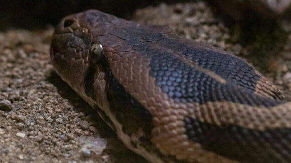 How Snakes Use Heat Vision to Hunt at Night - NewsBreak