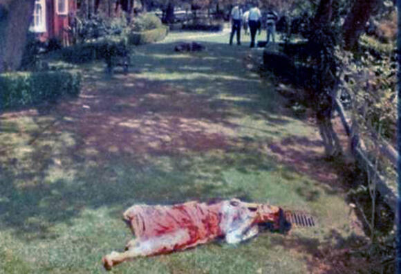 Abigail Folger, The Heir To Folgers Coffee Who Was Brutally Murdered By ...