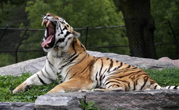 20 Things You Should Know About Siberian Tigers - NewsBreak