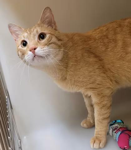 🐱 Friendly Cats Waiting for Adoption in Kalispell - NewsBreak