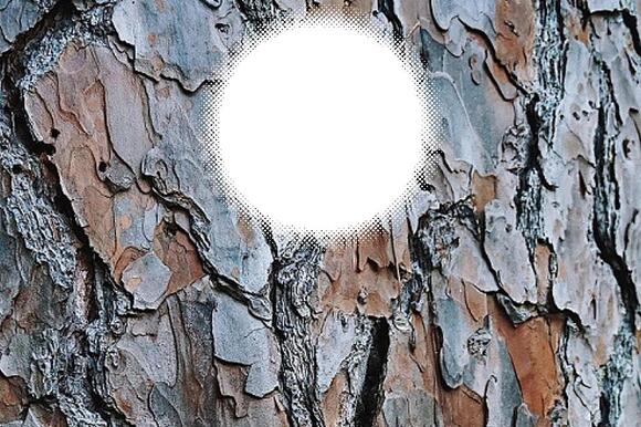 The 8 Painted Symbols on Trees You Need to Know - NewsBreak