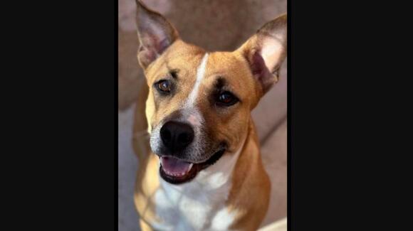 Sherley Has Waited Long Enough: This Sweet Dog is Still Dreaming of a ...